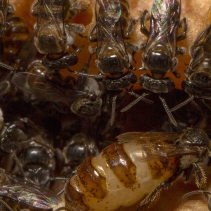 HVO COMMUNITY GRANT SETS UP HUNTER AUSTRALIAN NATIVE BEE GROUP – Hunter ...